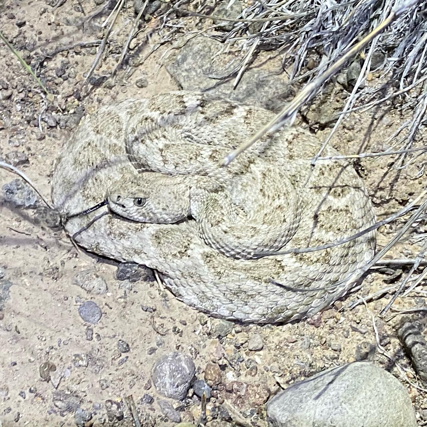 Morelia Python Radio Network Home Facebook 9834