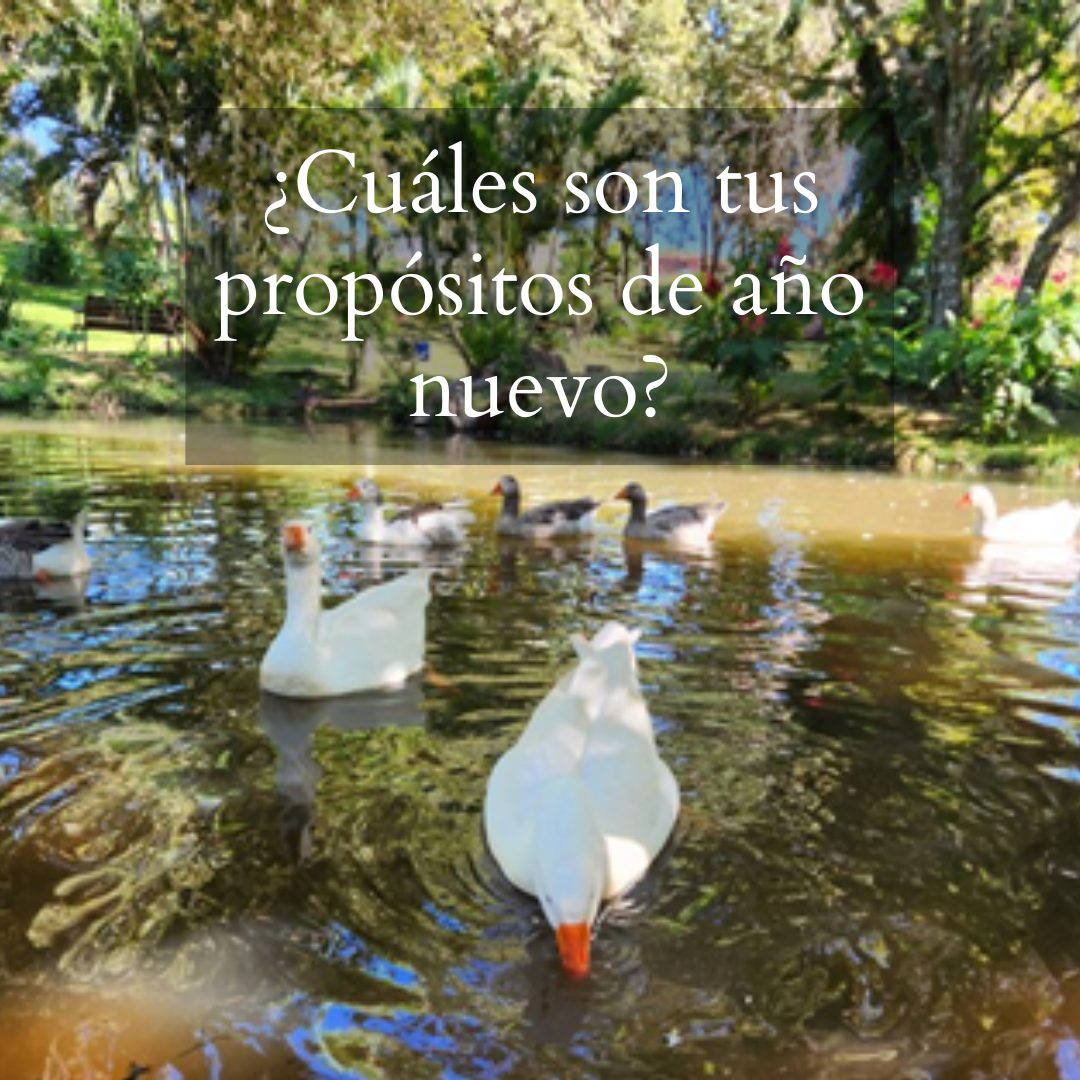 Club - Los propósitos de año nuevo son esos objetivos personales que ...