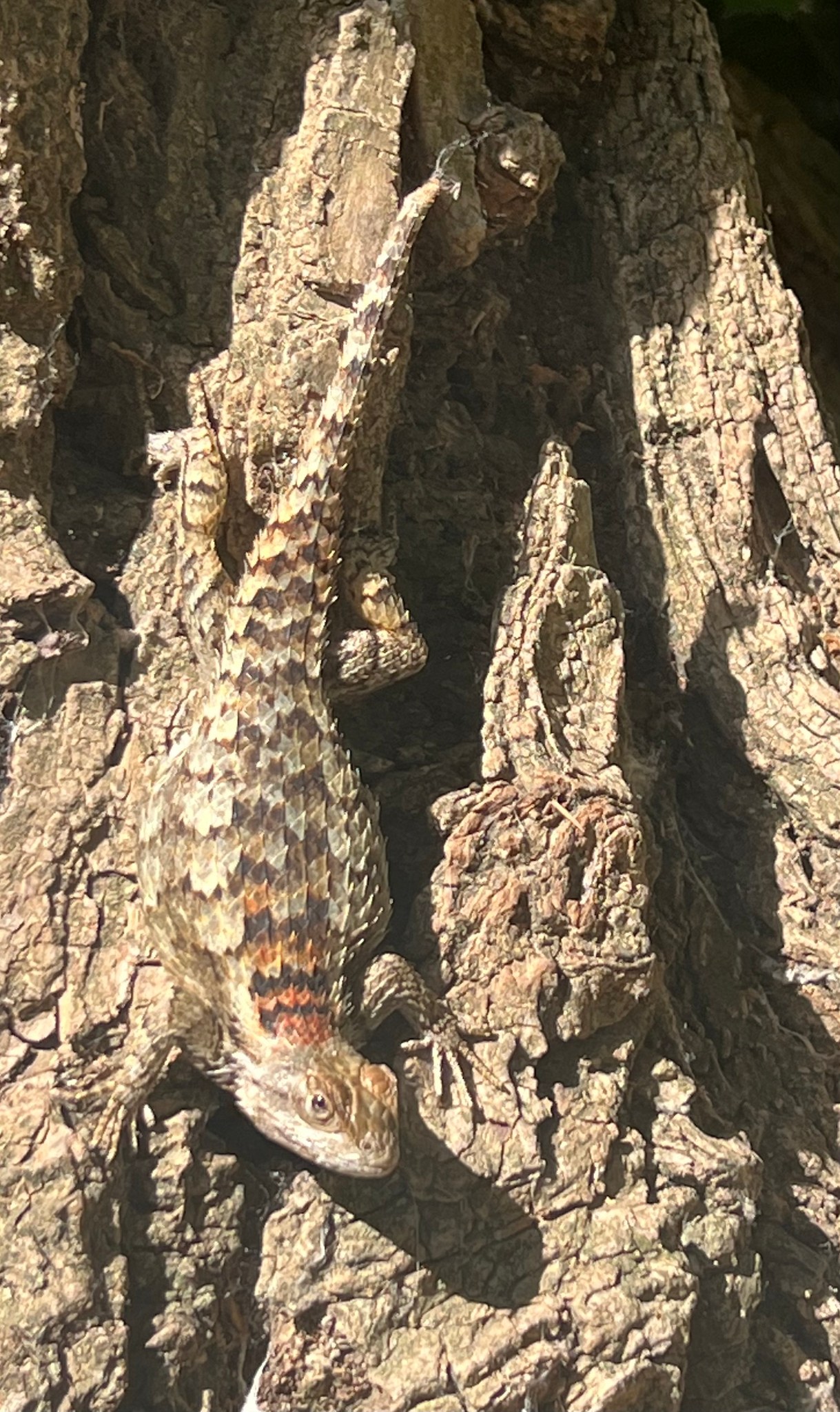 The Texas Spiny Lizard May Austin Watershed Protection Facebook