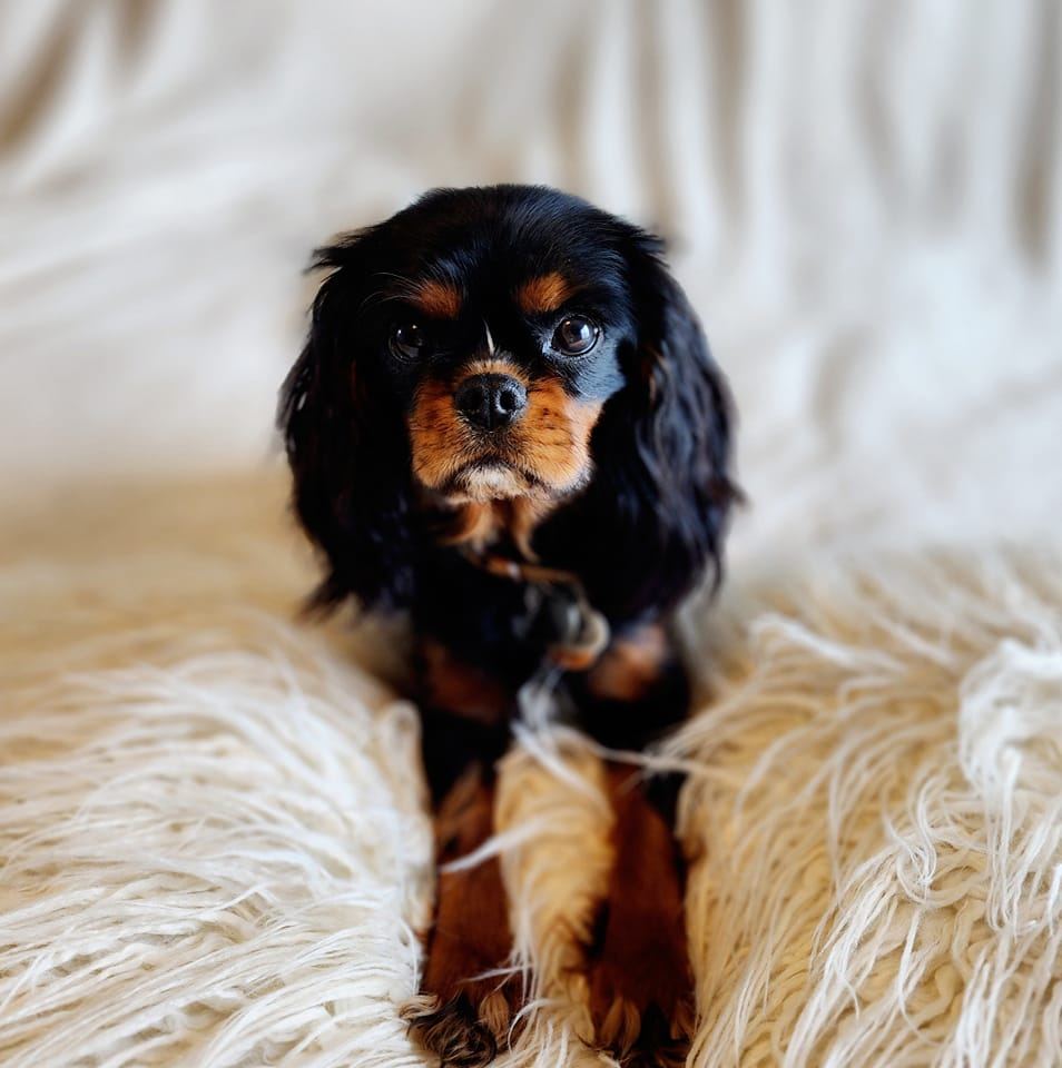 Thanks To Jody For Coming All The City Creek Cavapoos Facebook