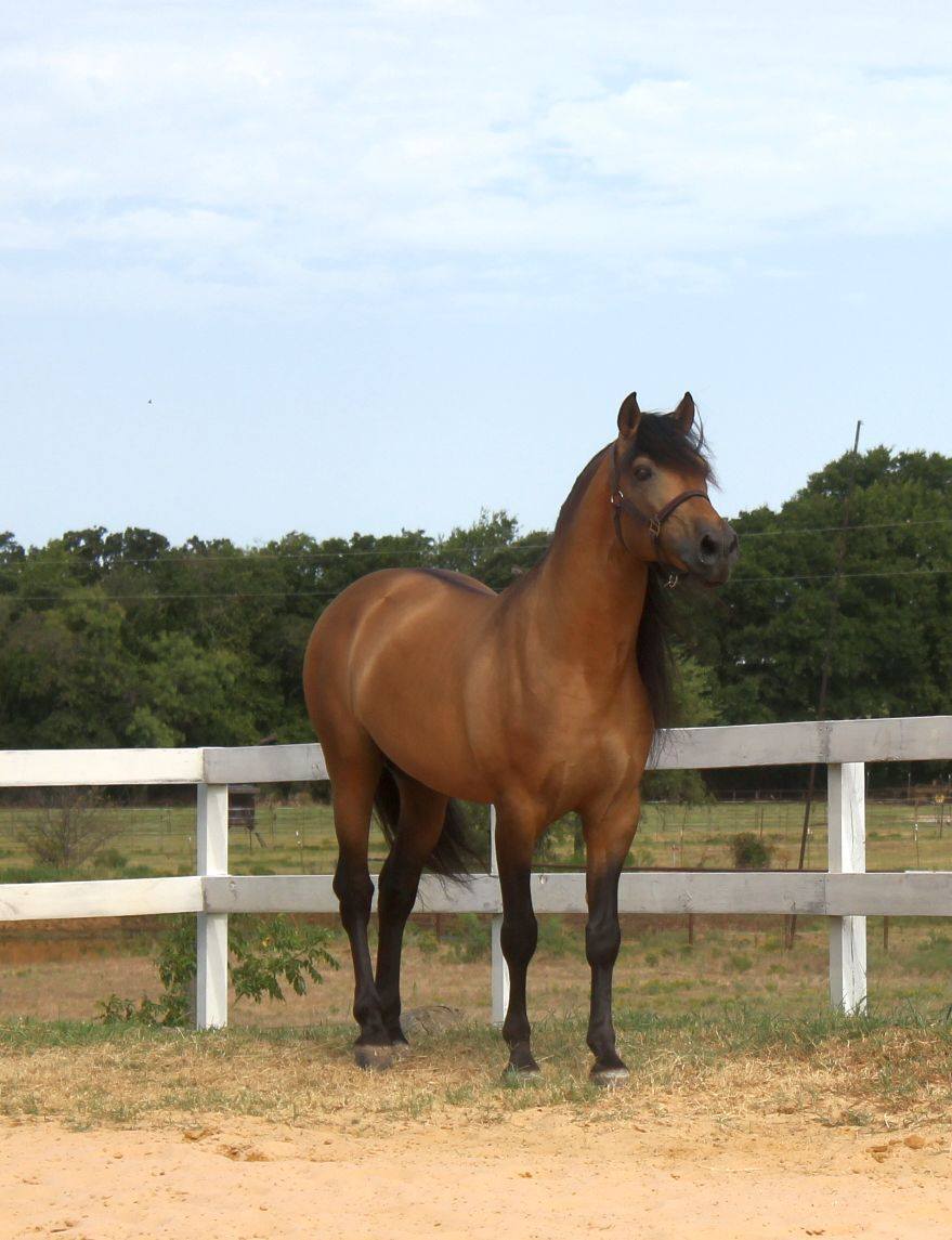 Bridled Passion Dressage Cleburne Tx