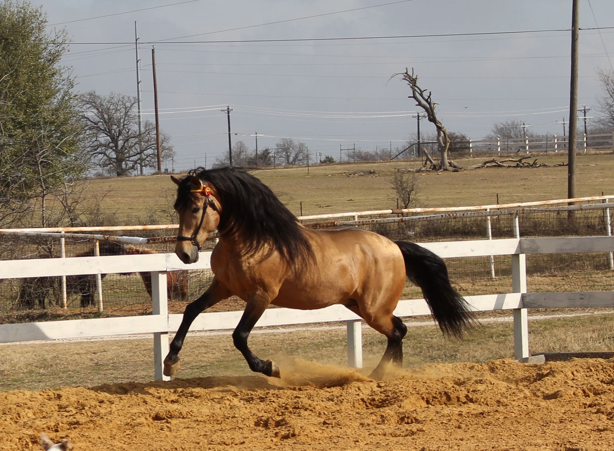 Bridled Passion Dressage Cleburne Tx