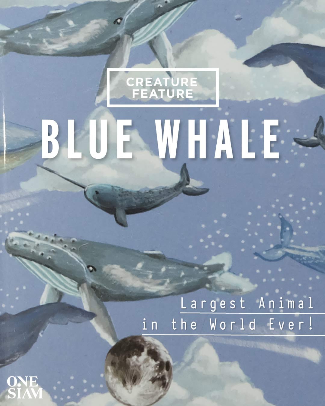 ONESIAM - CREATURE FEATURE: BLUE WHALE There are many species of whales ...