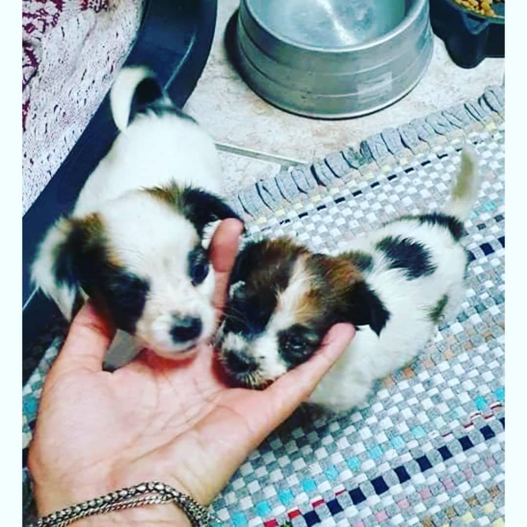 Help Beer Sunny E Sua Irmã Bolinha