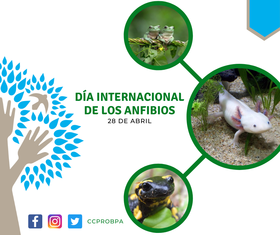 🐸🦎Hoy es el día internacional... - Bosque Pedagógico del Agua | Facebook
