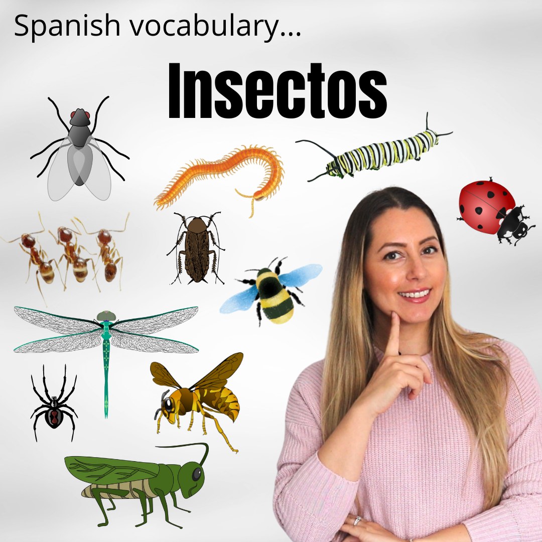 Hola Spanish - Insectos en español ¿Ya conocías todos...