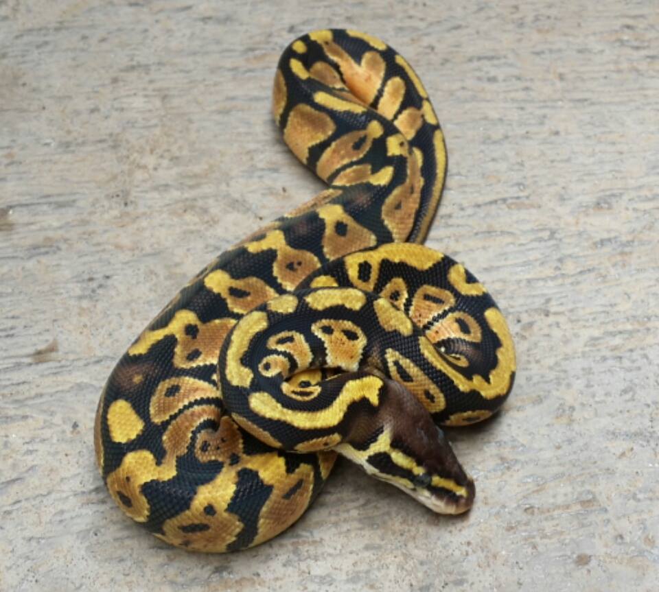 For Sale Pastel Ball Python Sex Rhino Royal Exotic