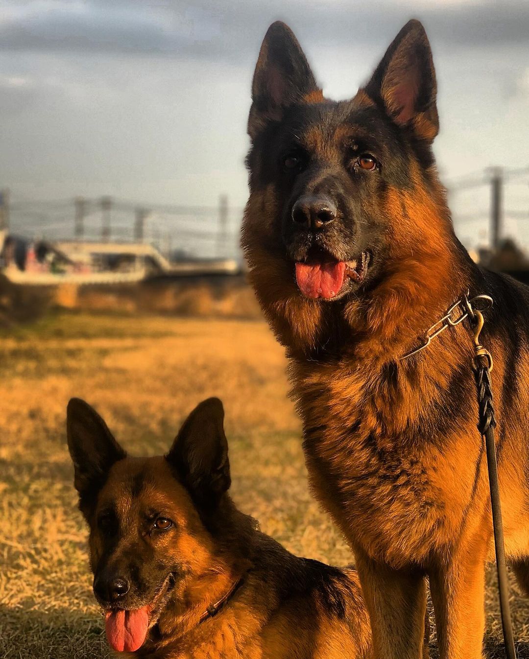German Shepherd Flawless Shot Absolutely On Point L 📸 🥰