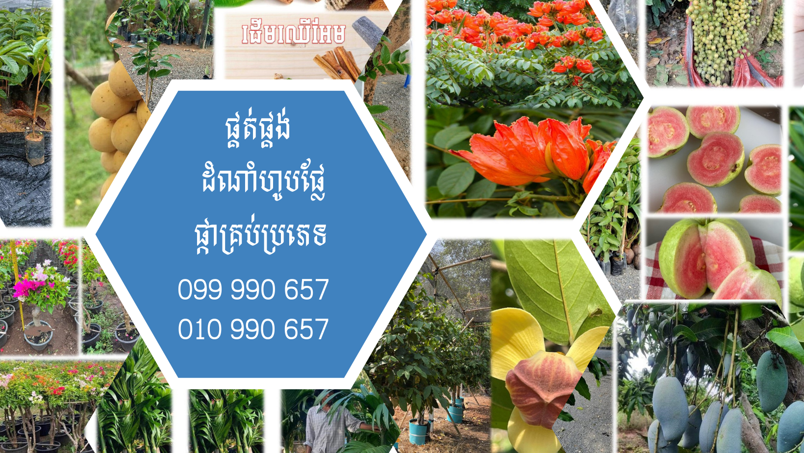 ကဗျာသစ်ပင် ကြီးထွားခြင်းနဲ့ ရှင်သန်ခြင်းဟာ တိုက်ရိုက်အချိုးက