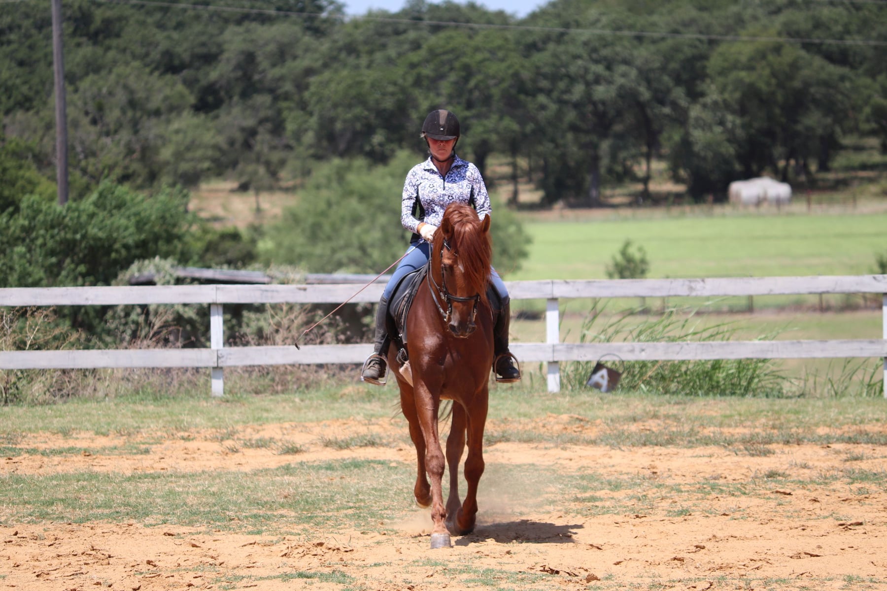 Bridled Passion Dressage Cleburne Tx