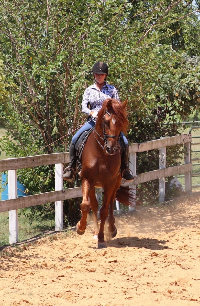 Bridled Passion Dressage Cleburne Tx
