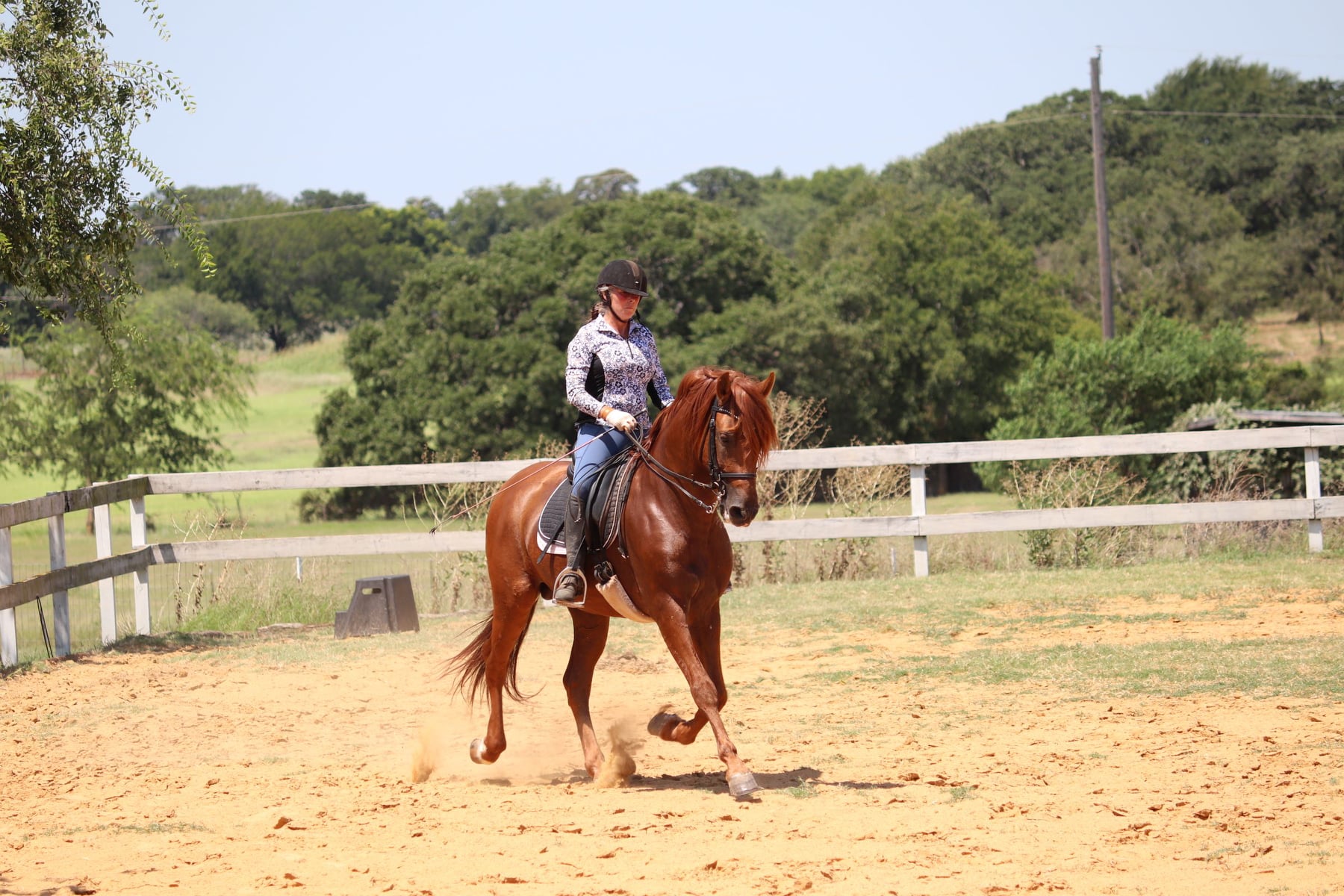 Bridled Passion Dressage Cleburne Tx