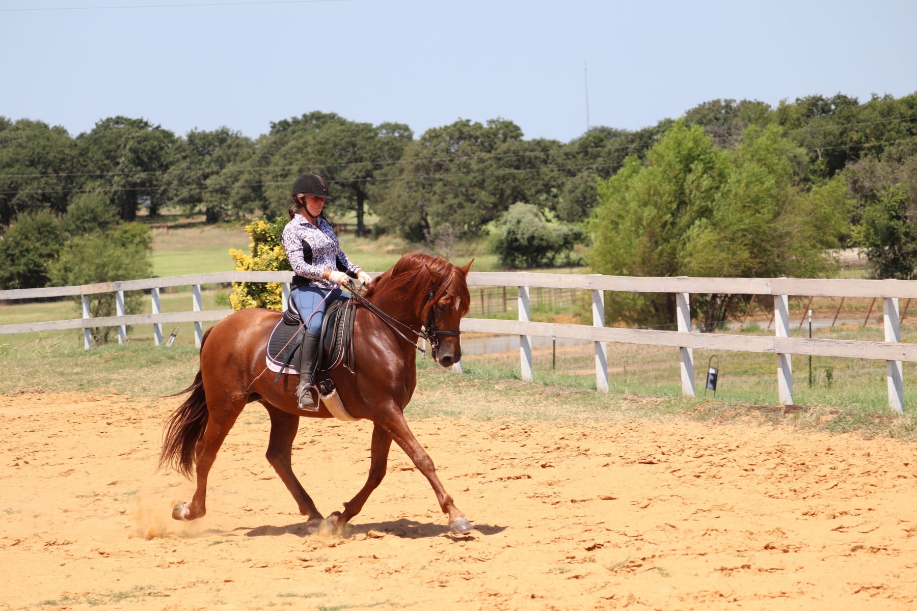 Bridled Passion Dressage Cleburne Tx