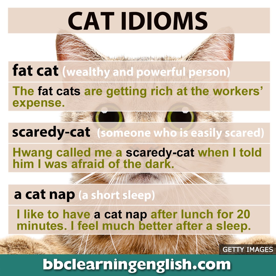 Miaow! 😽 How many cat idioms do you... - BBC Learning English | Facebook