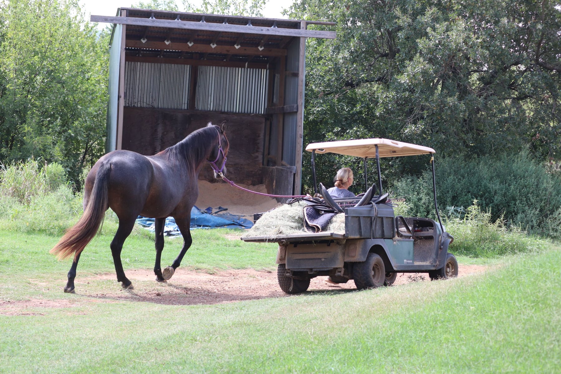 Bridled Passion Dressage Cleburne Tx