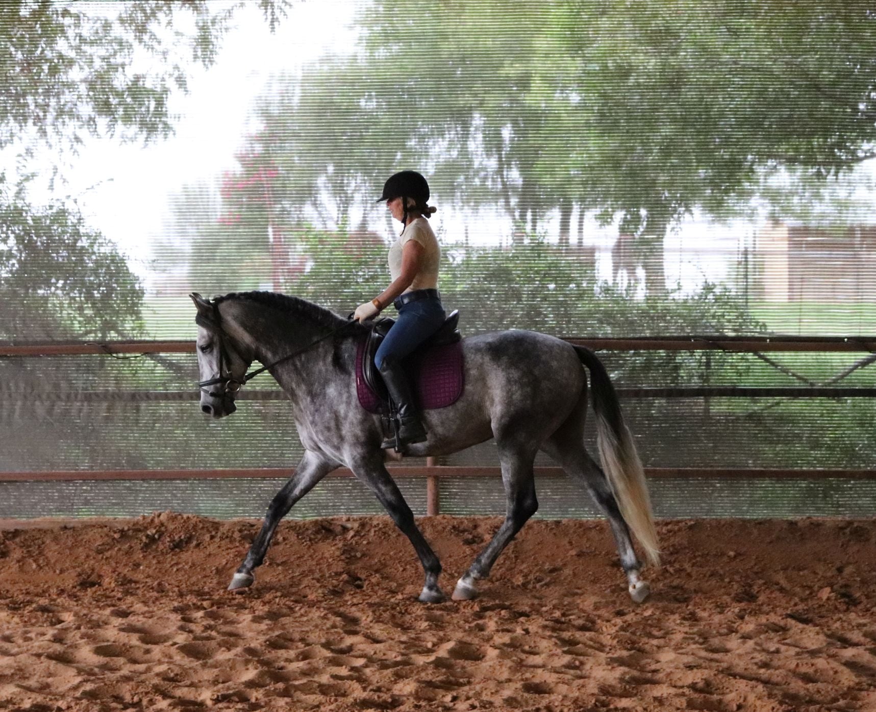 Bridled Passion Dressage Cleburne Tx