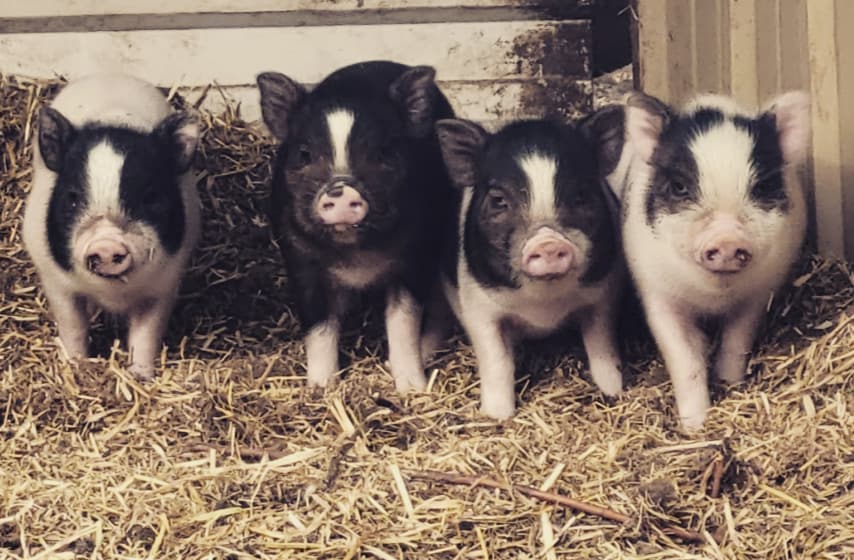Hogs & Horns Homestead - Our litter of American Mini x Julianas are now ...