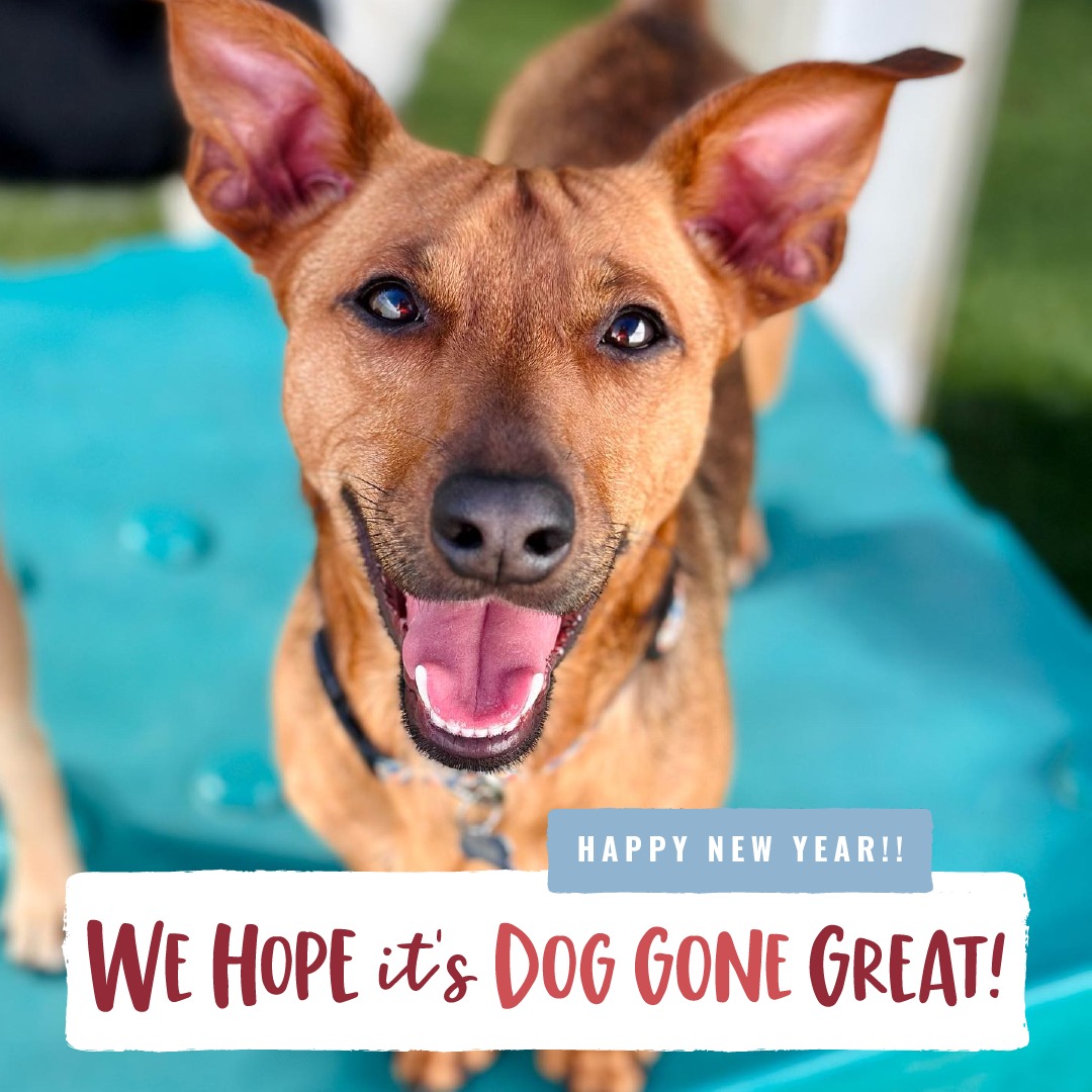 Hoping 2024 is the best... - Camp Bow Wow New Orleans Airport