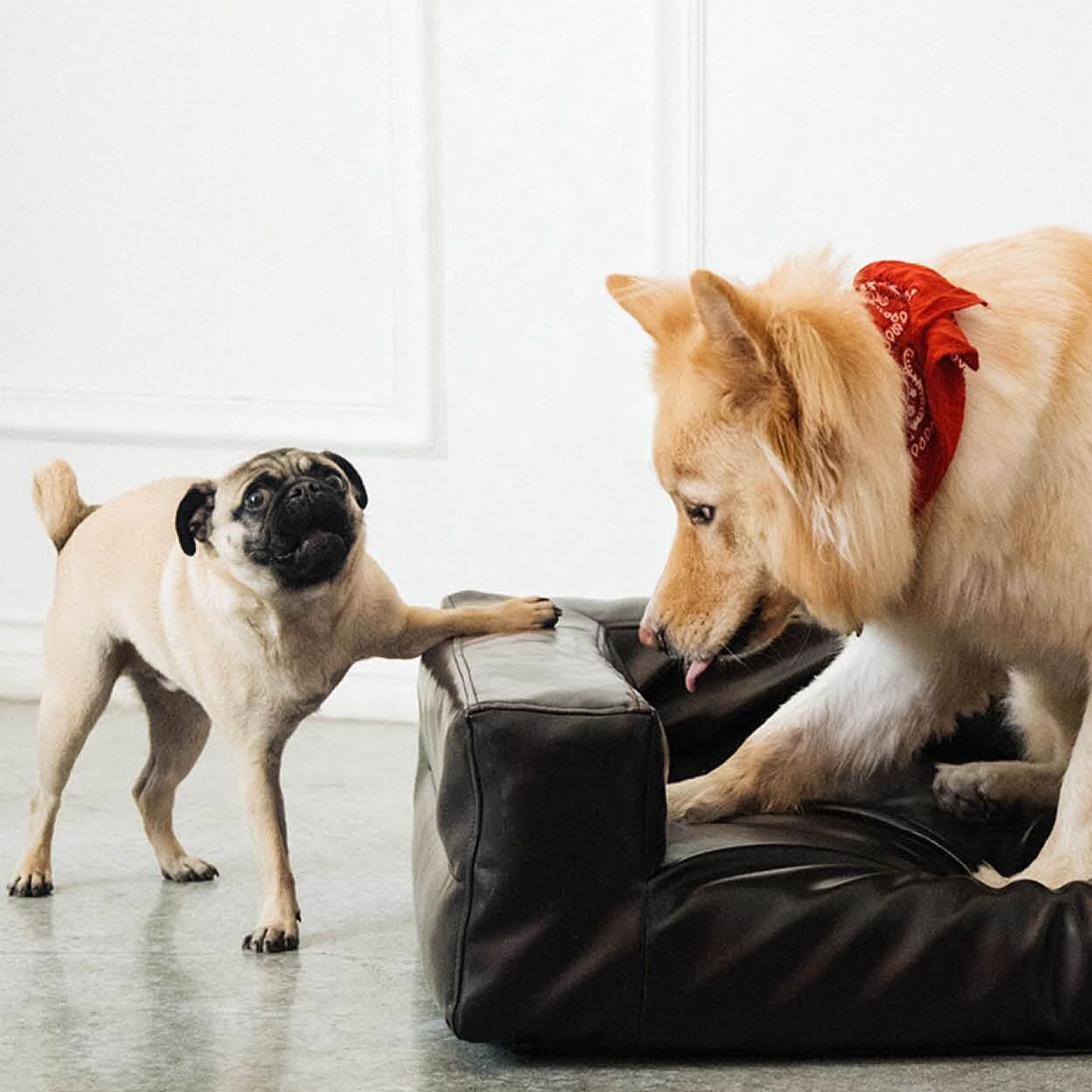 🐾 📸 Capture Your Furry Companion With Flourish And Foundry