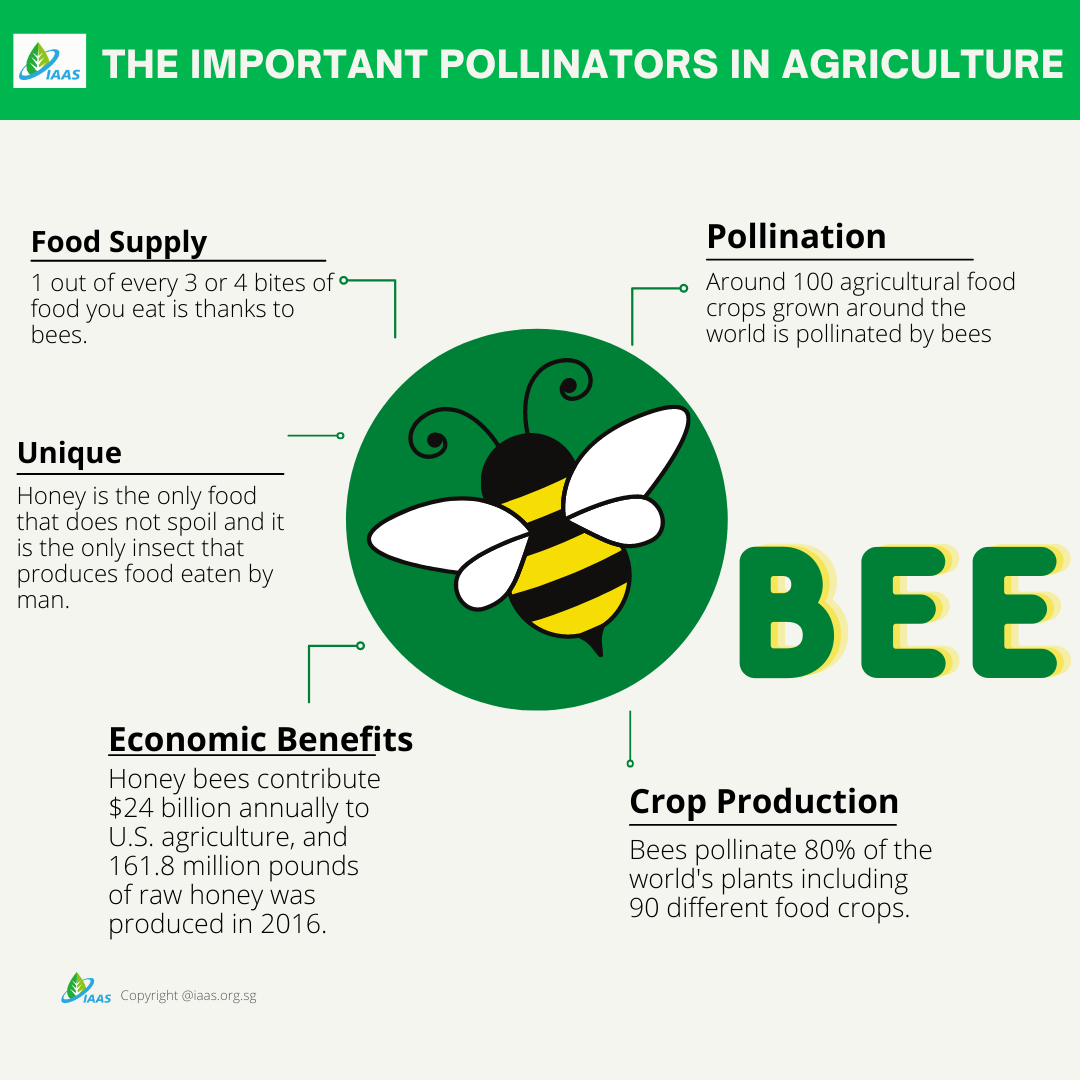What is the most important #pollinator in #agriculture? It's the "BEE ...