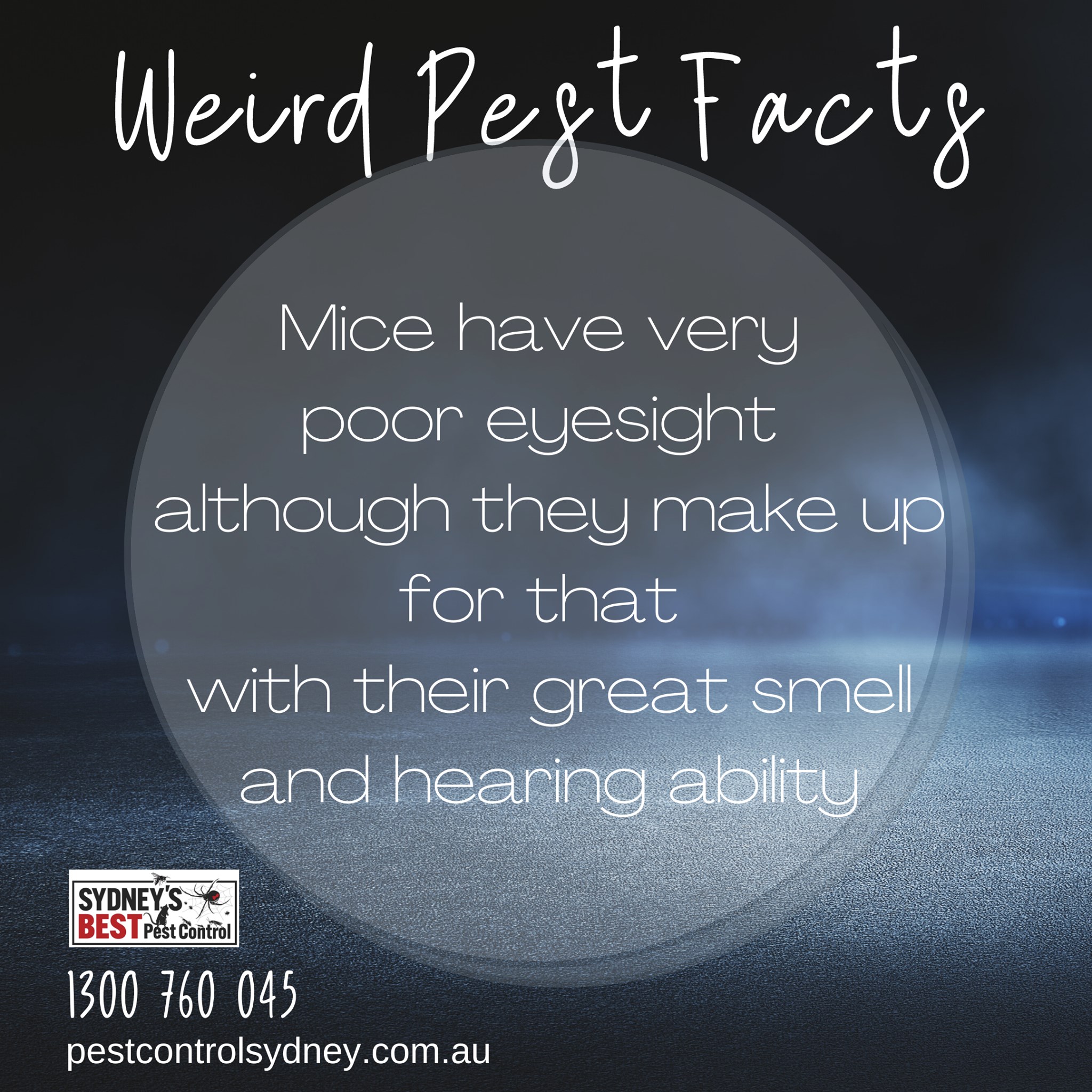 Sydneys Best Pest Control Home Facebook 9751