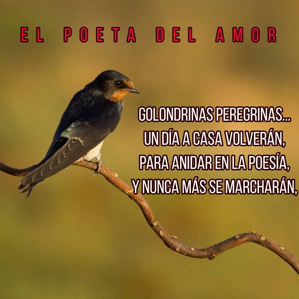 El Poeta Del Amor Sitio Oficial