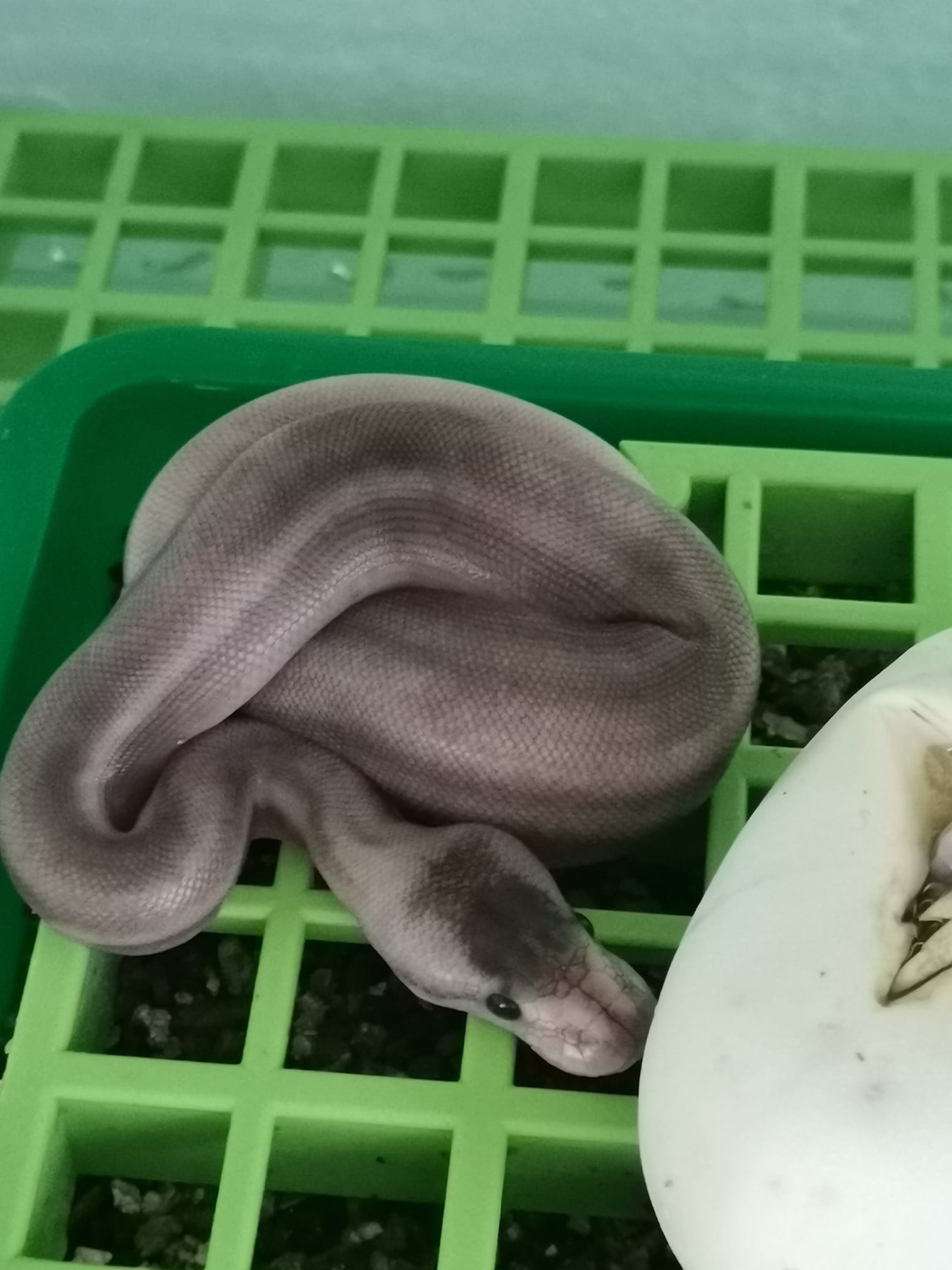 Python Virus Python Virus Added A New Photo