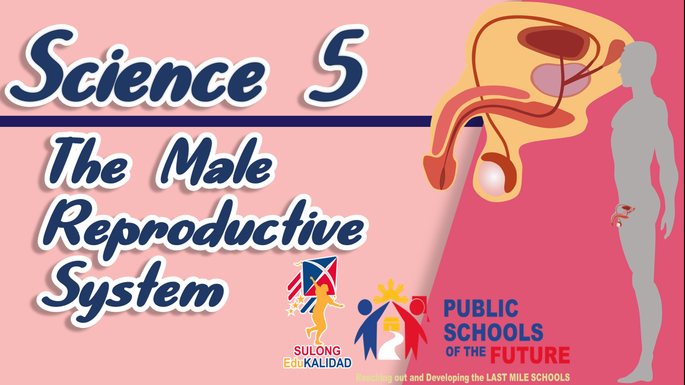 Sir CG - SCIENCE 5 Quarter 2 The Male Reproductive System... | Facebook