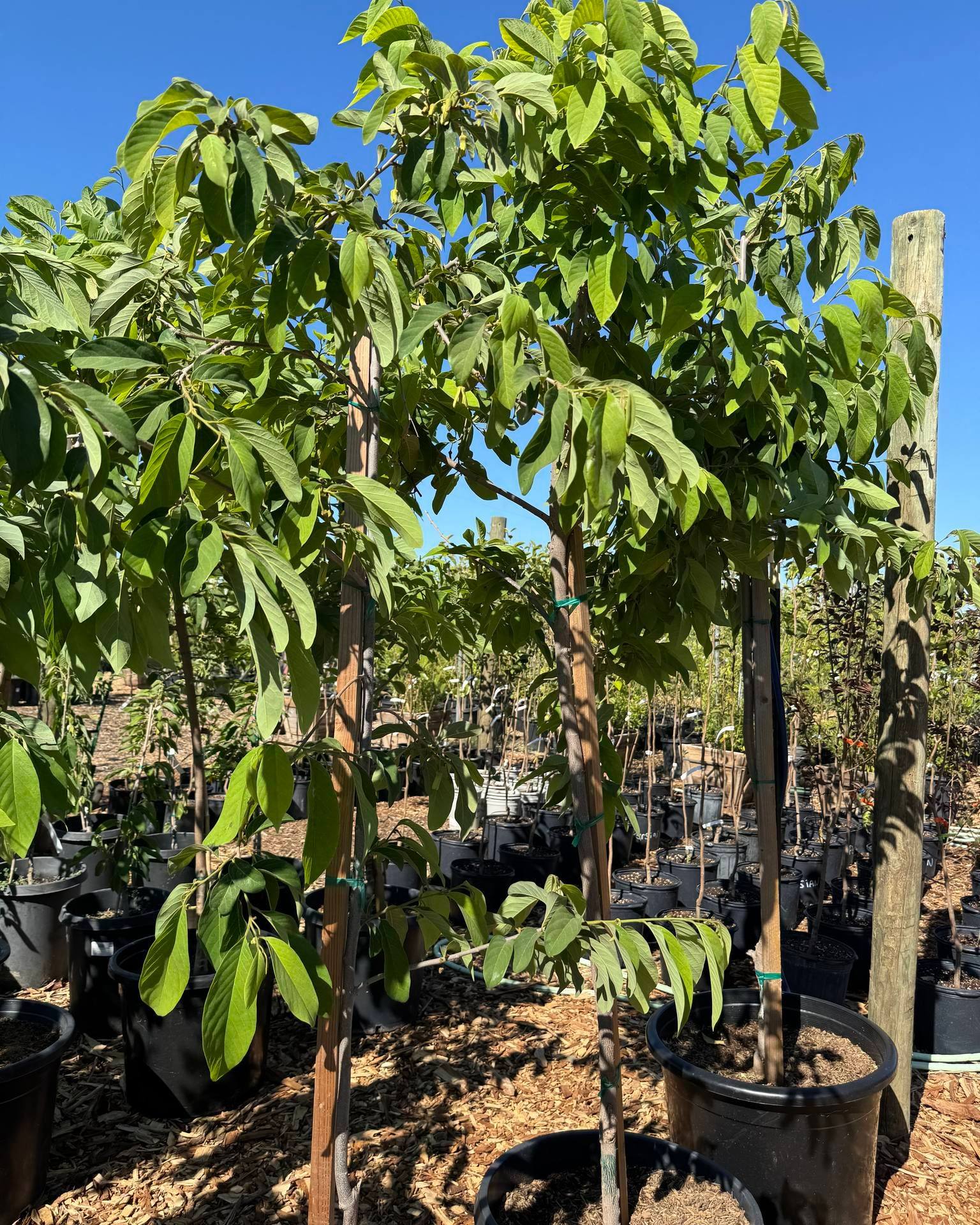 Bees Nursery And Garden Sacramento Ca