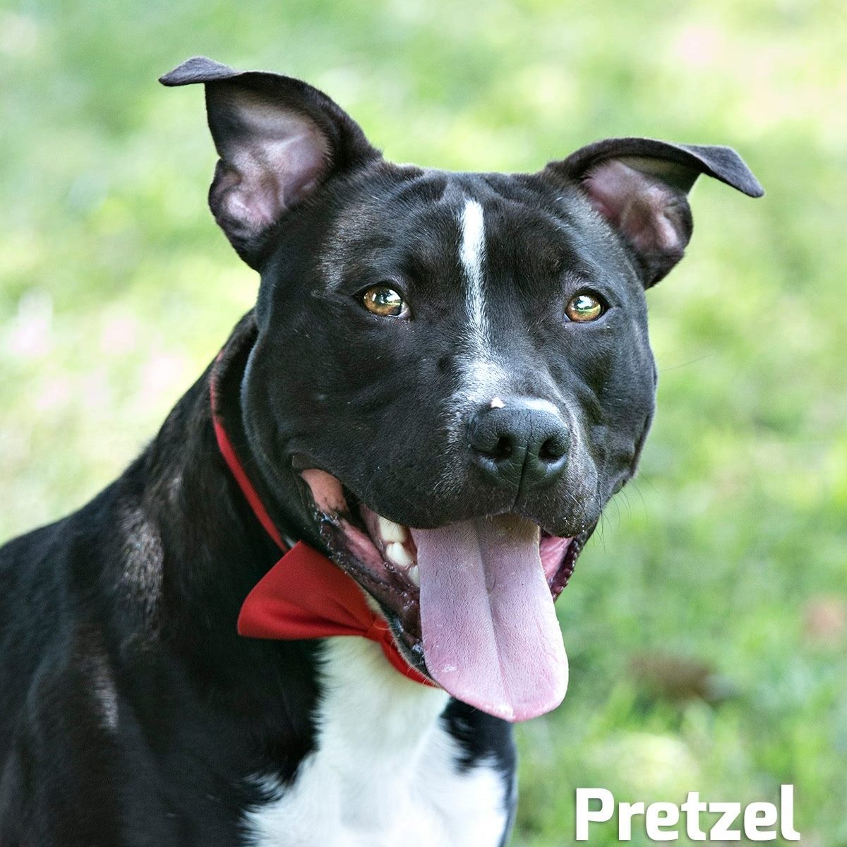 Pretzel Twisted To Perfection This This Is What Your Donations Help