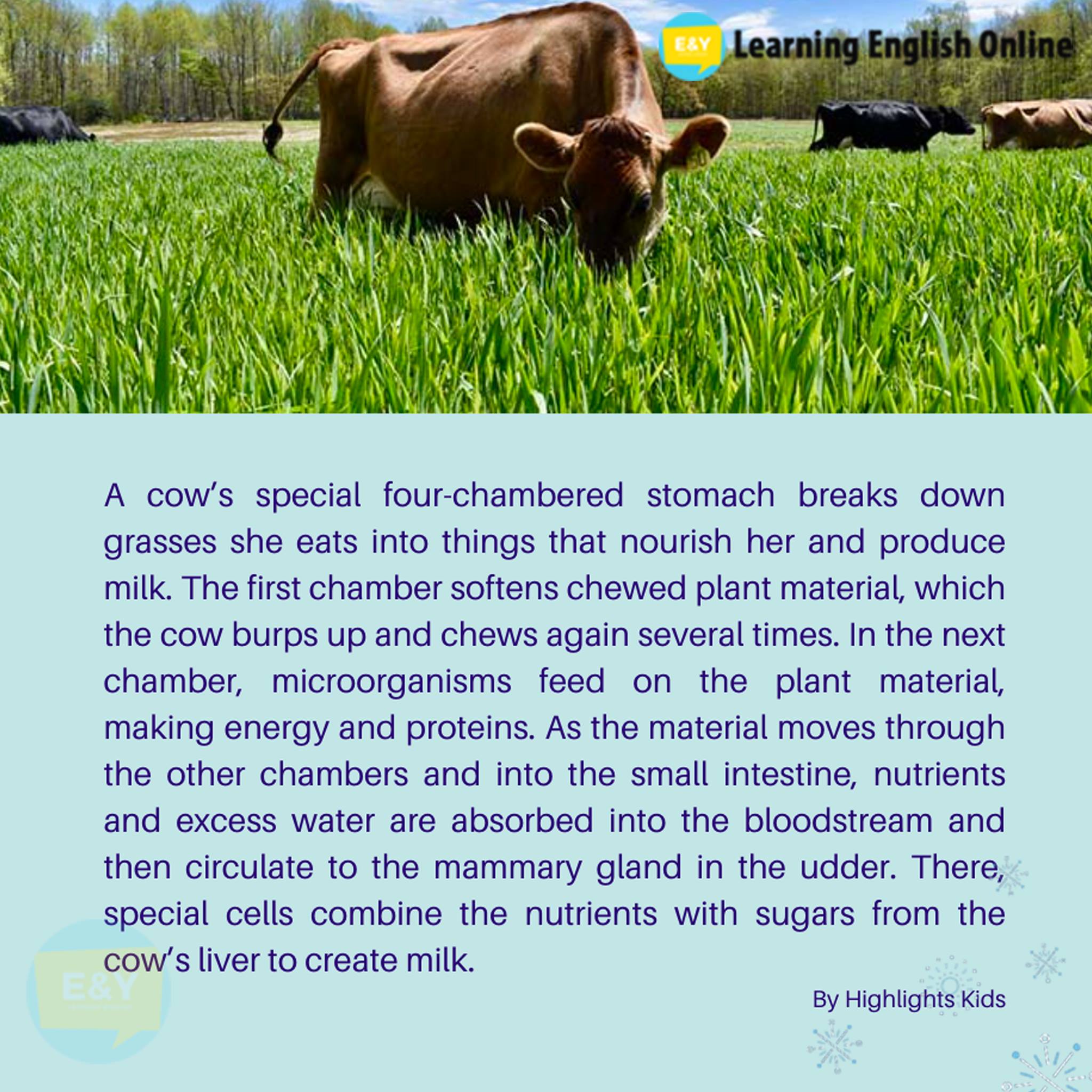 🌿 How do cows produce milk? - Learning English Online