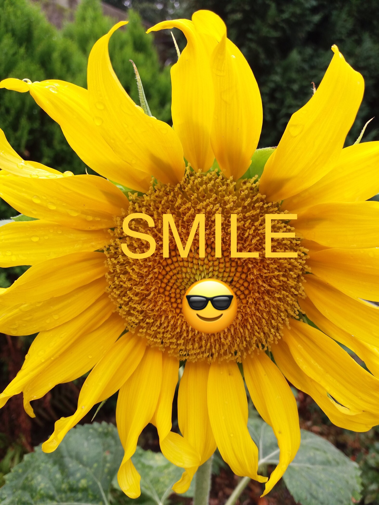 Brighten Your Day With a Smile