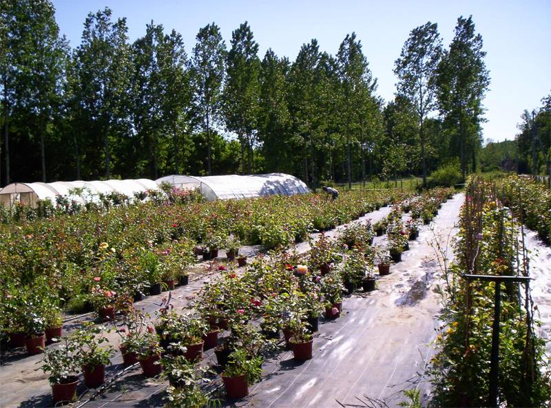 Les Rosiers Belmontais