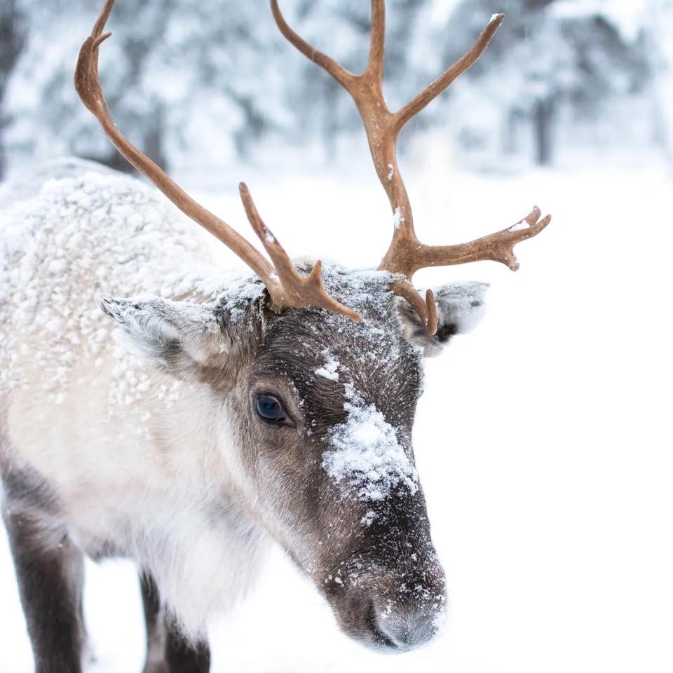 Beverley Clubhouse Christmas Fair | Facebook