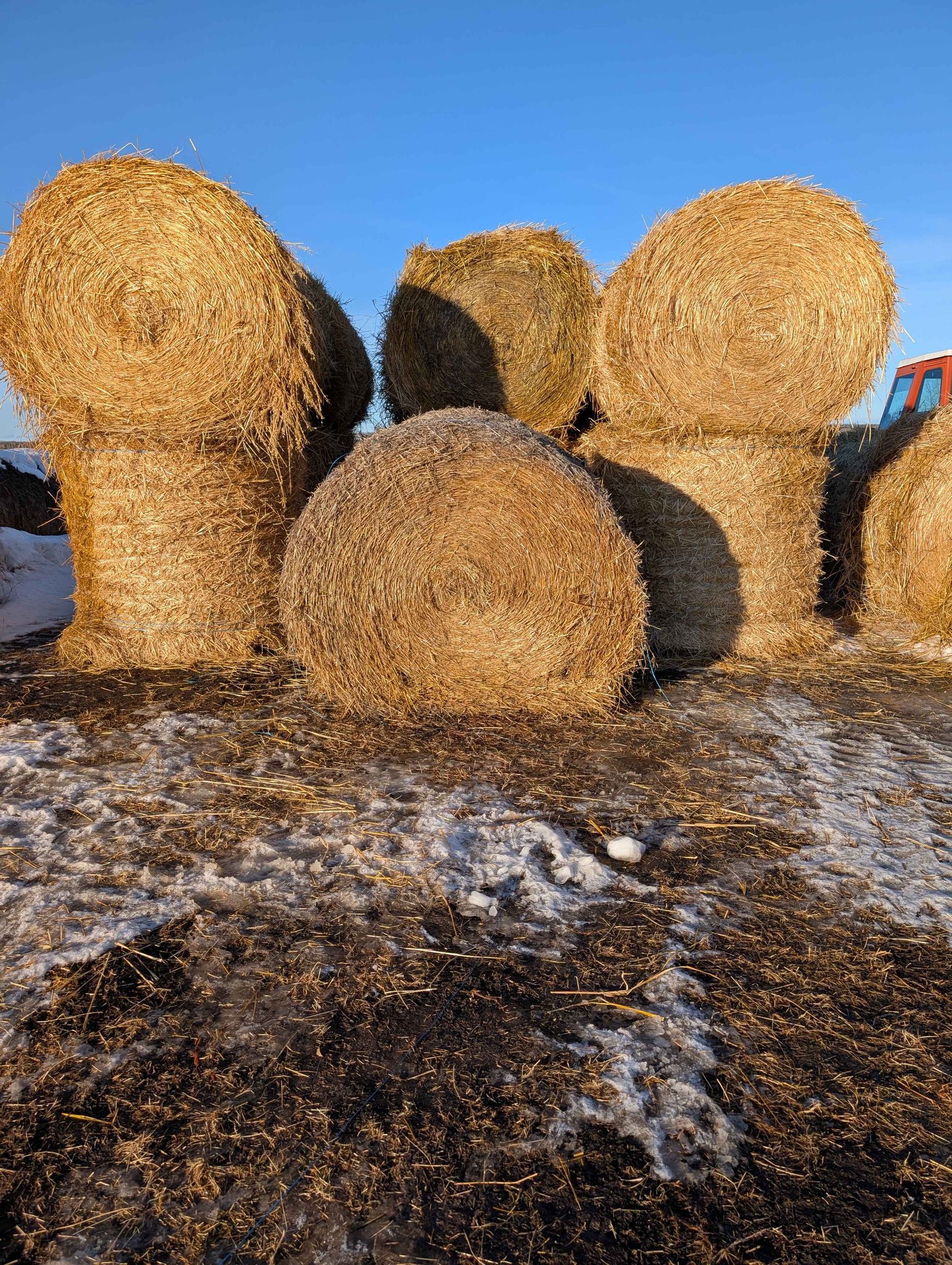 Elegant Bale Of Straw For Sale Near Me Photos