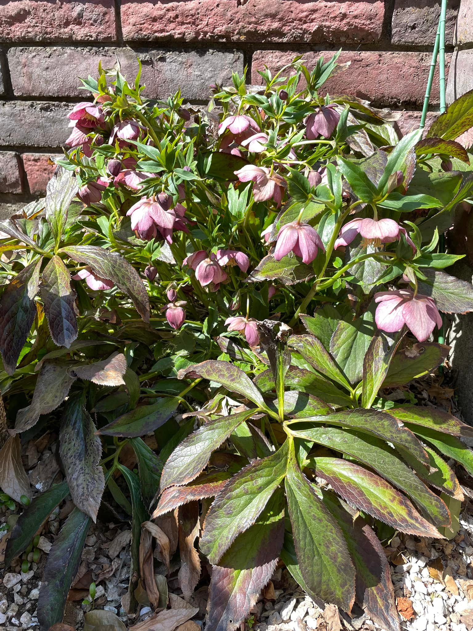 日本基督教団 初雁教会