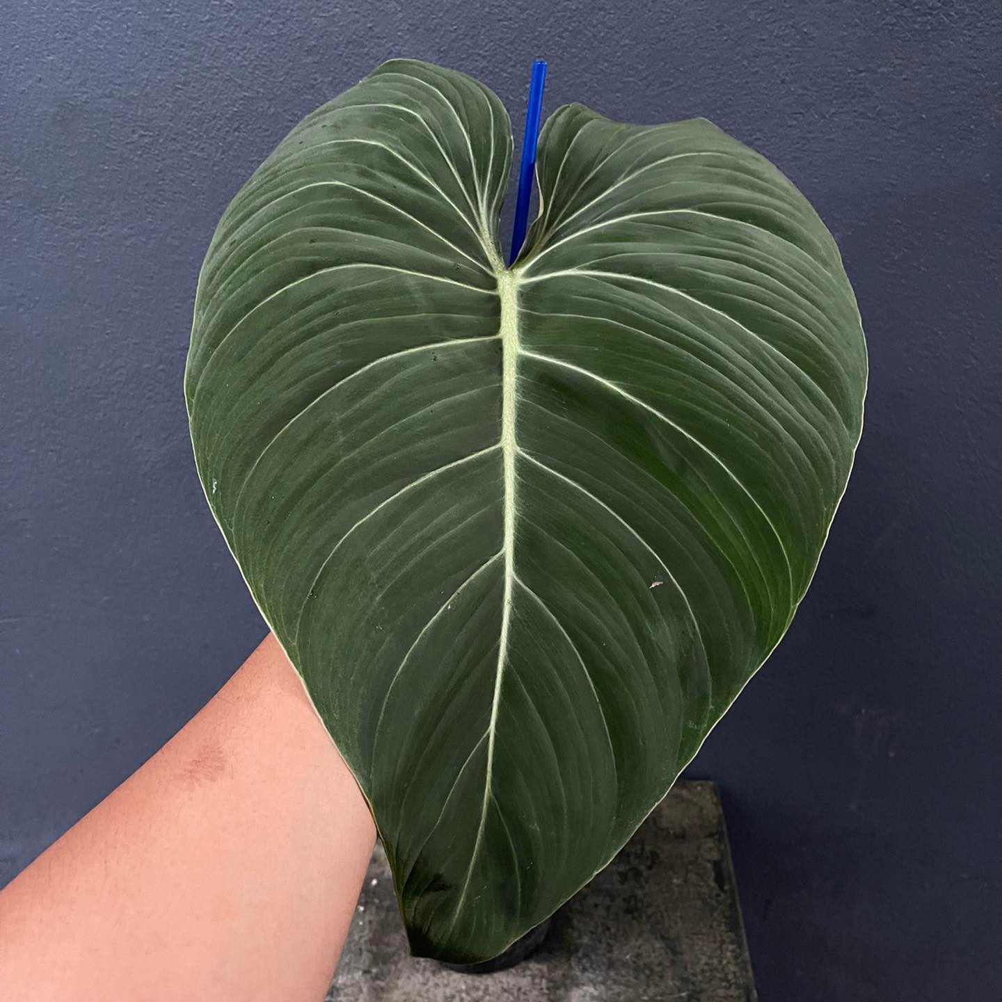 Gloria Garden 7 Philodendron Glorious ไม้ยอด ใบใหญ่มาก 6267