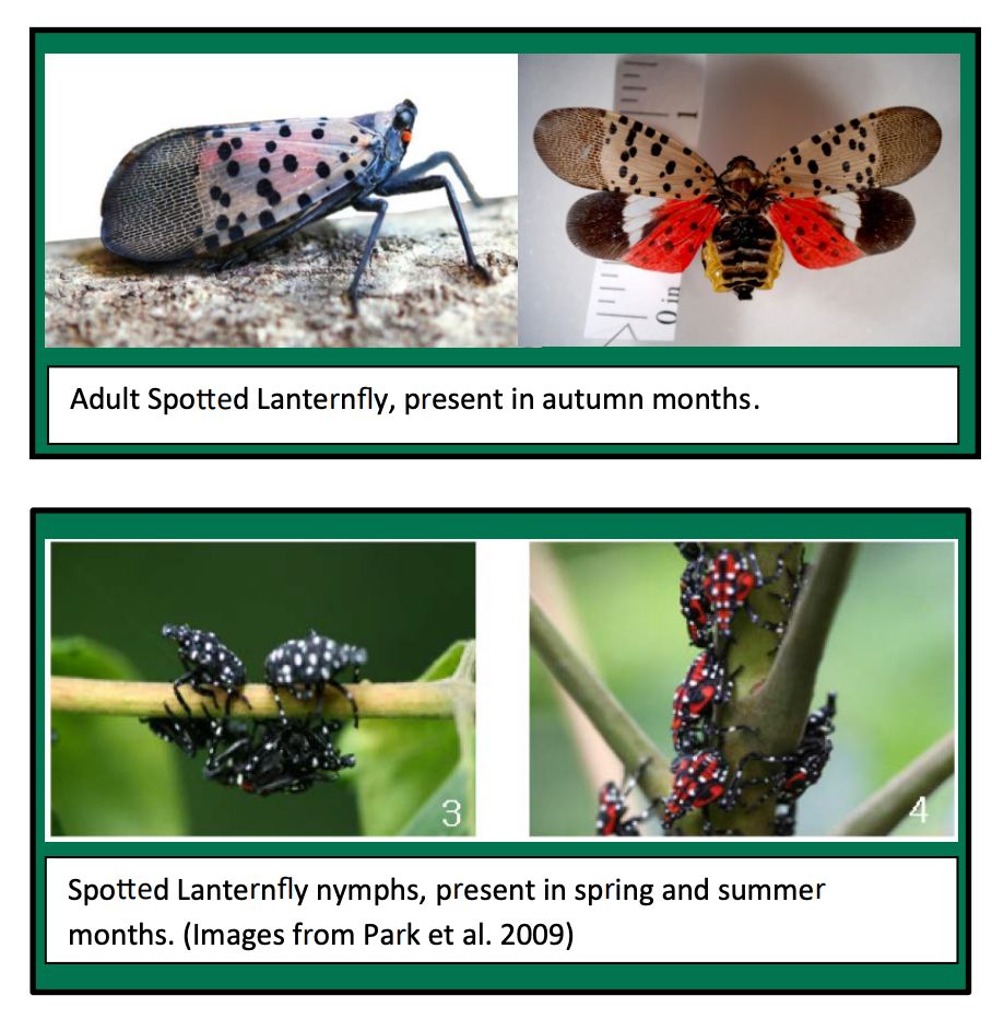 The spotted lanternfly... - Maryland Dept. Of The Environment