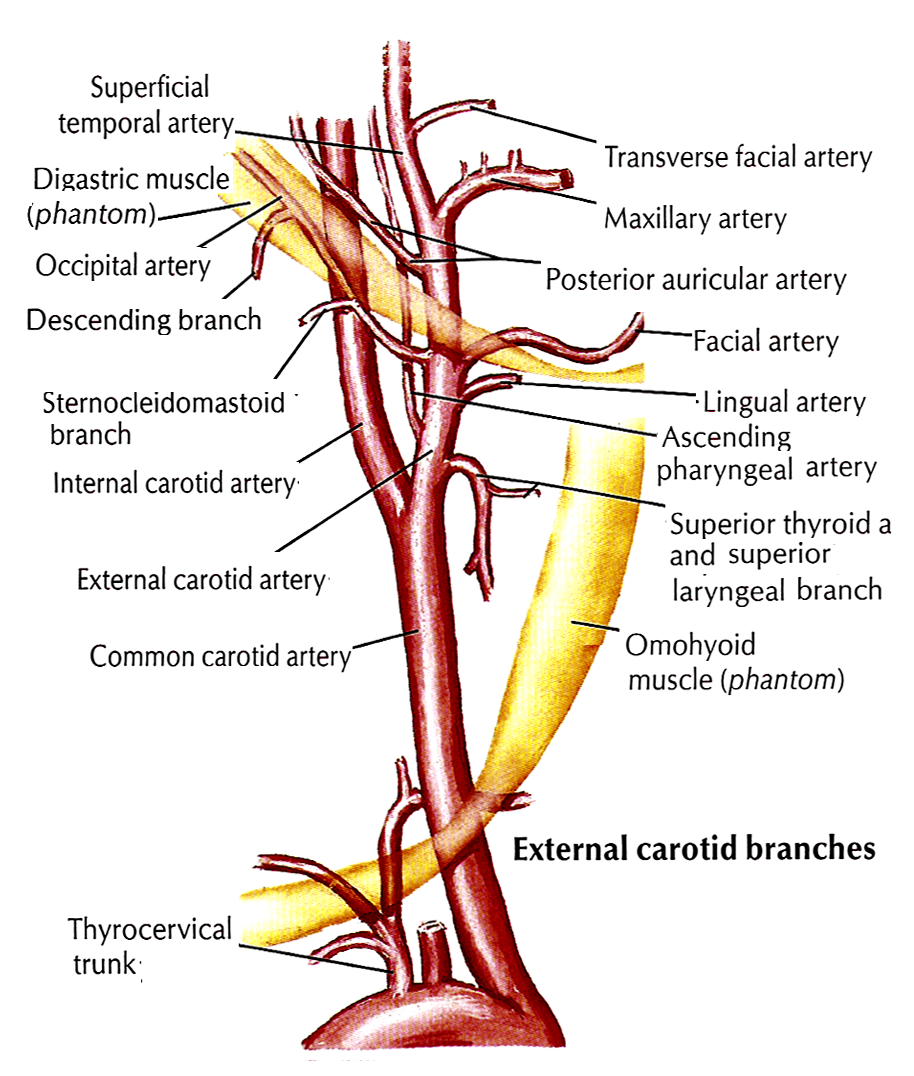 External Carotid Artery Clinical Anatomy And Operative Surgery Facebook