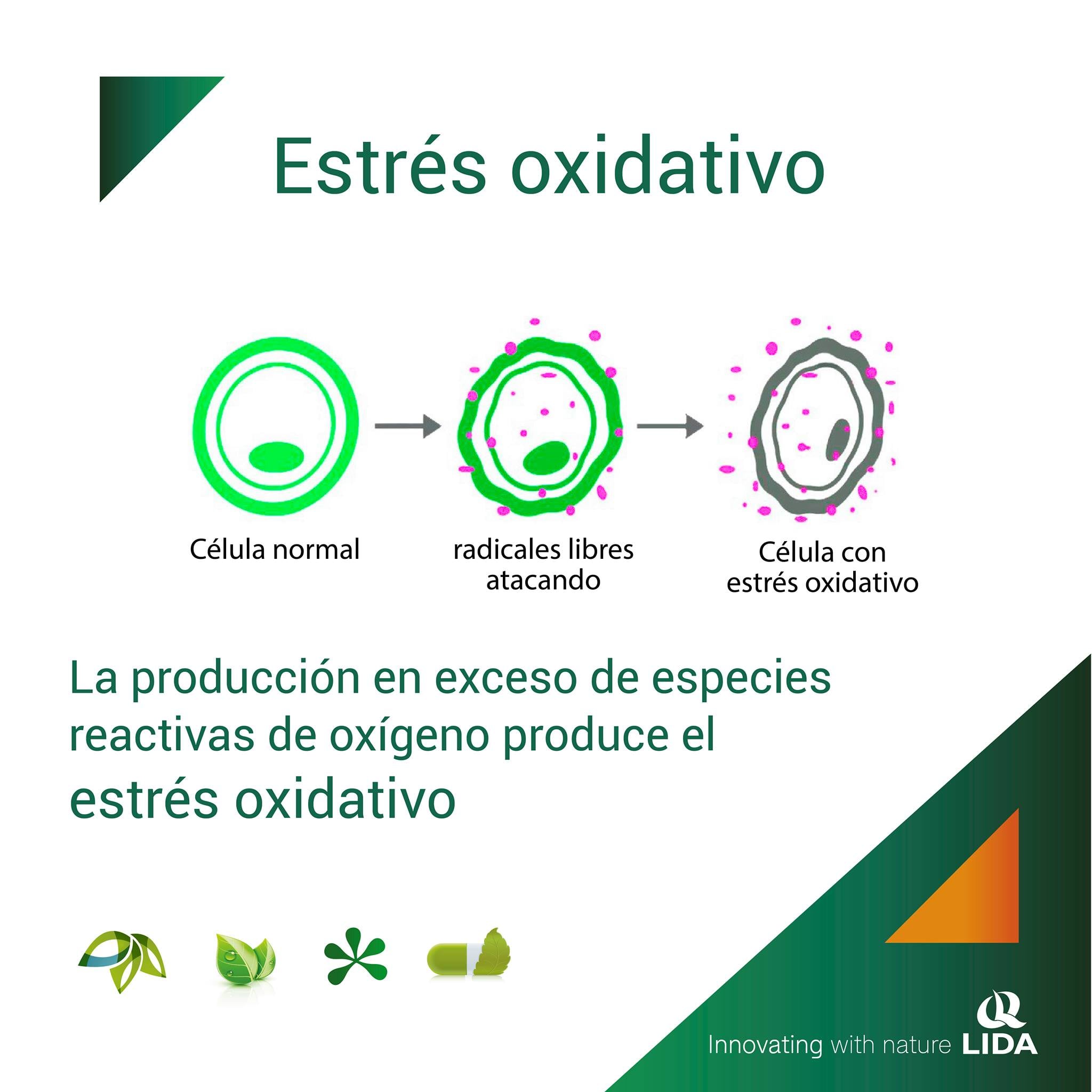 ‼️ ¿sabías Que La Producción En Lida Plant Research