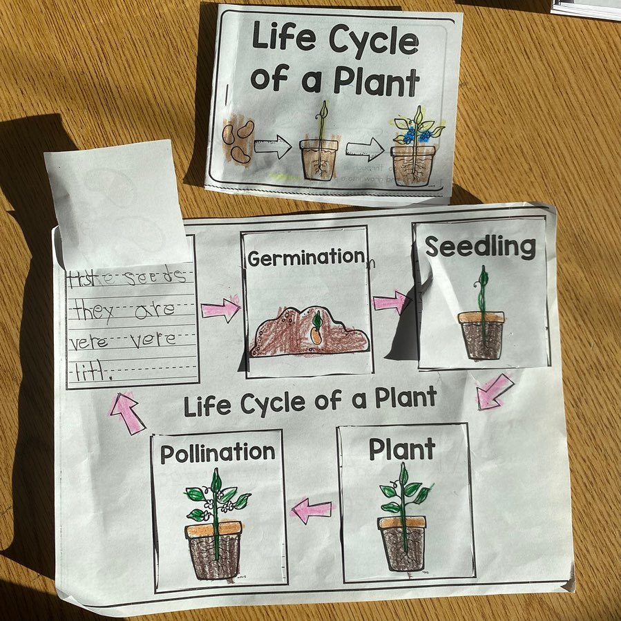 Life Cycle of a plant flip book... - Kindergarten Life