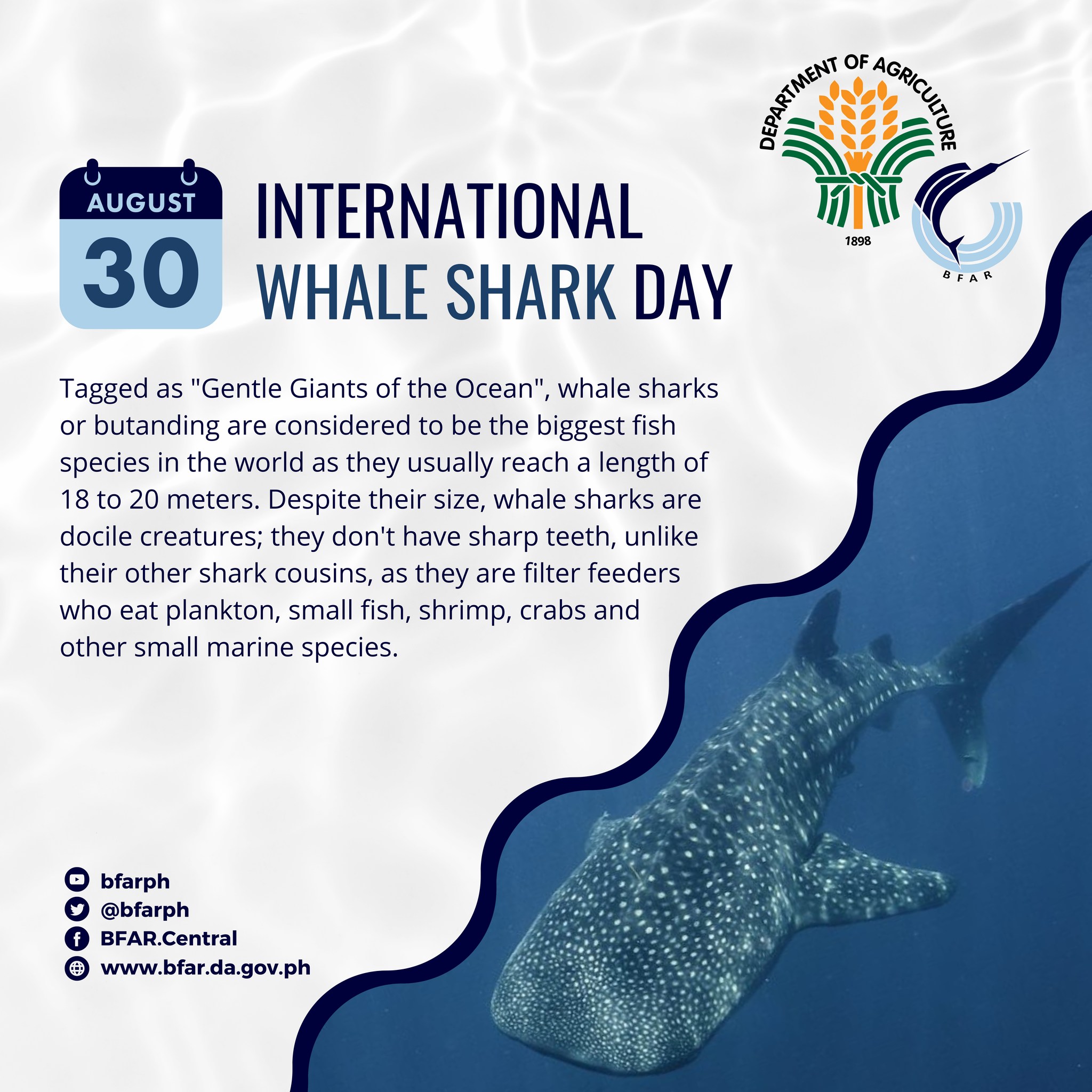 HAPPY INTERNATIONAL WHALE SHARK DAY!... - BFAR Philippines | Facebook