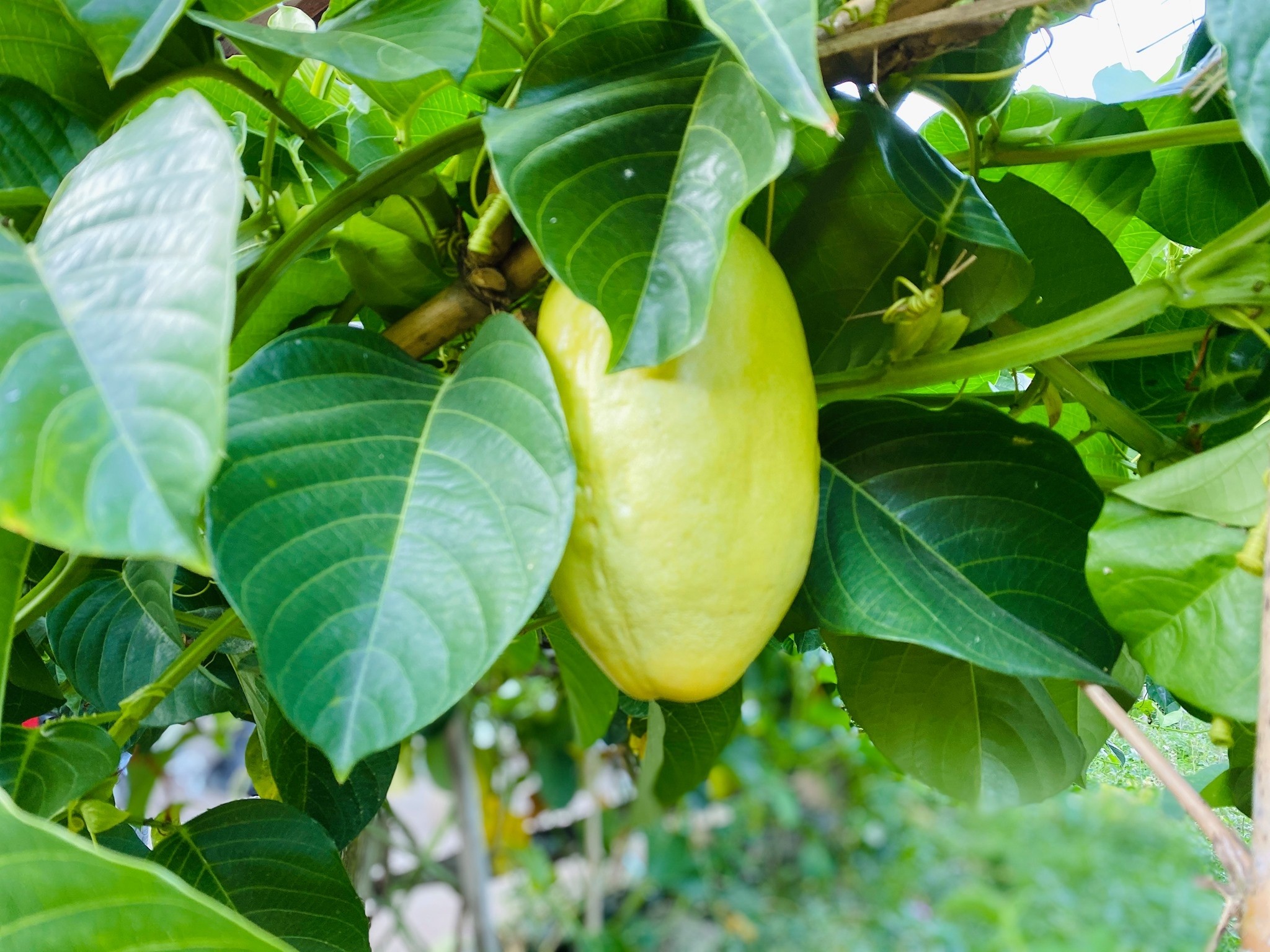เสาวรสยักษ์ Giant Passion Fruit 0599