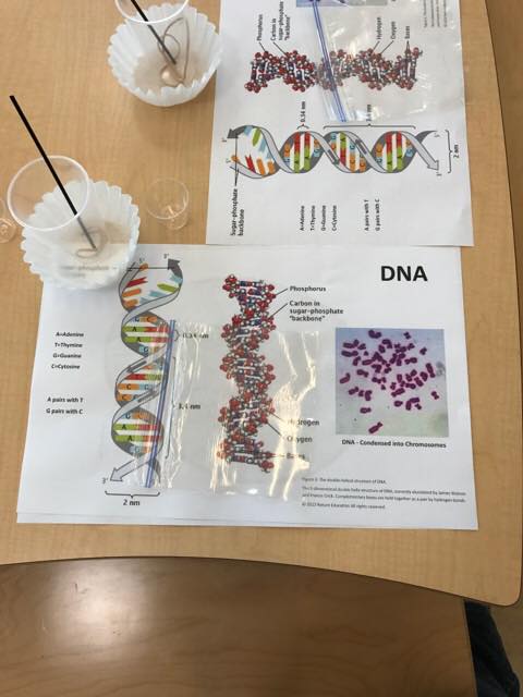Here's a sneak peak at our DNA... - Adventures In Storytime