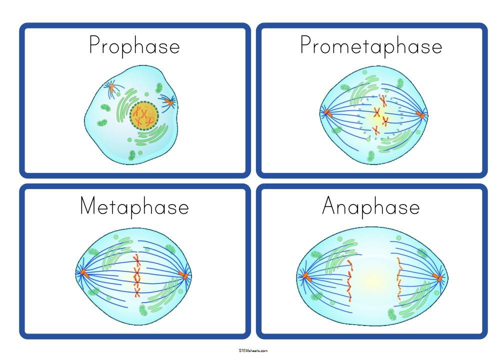 Stages of mitosis Flash card... - สื่อวิทย์ครูยุพา | Facebook