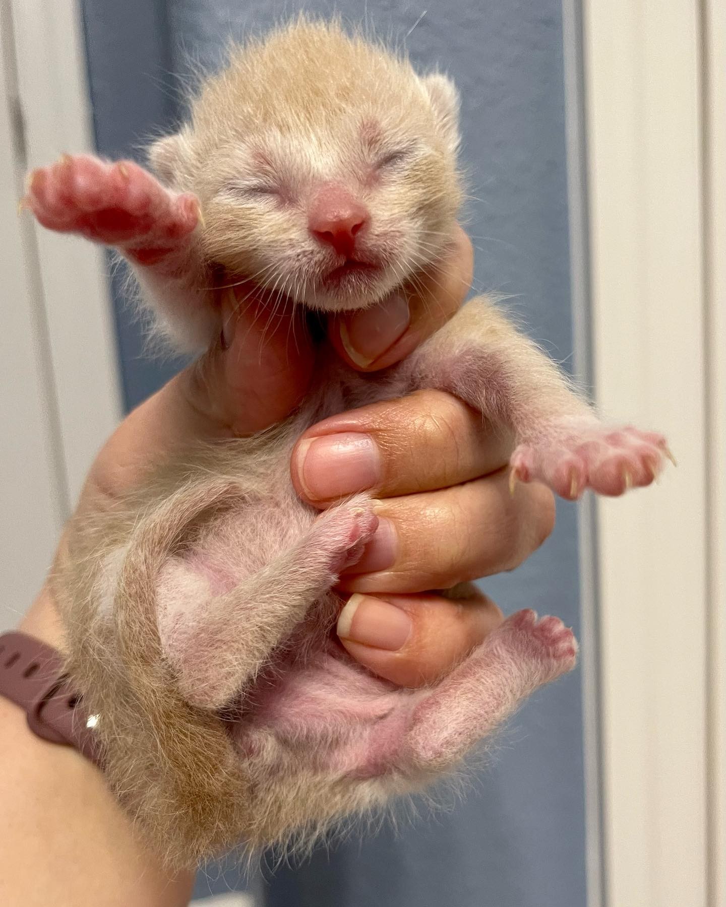 📢📢📢 New Name And Sex Foster Kitten Mama