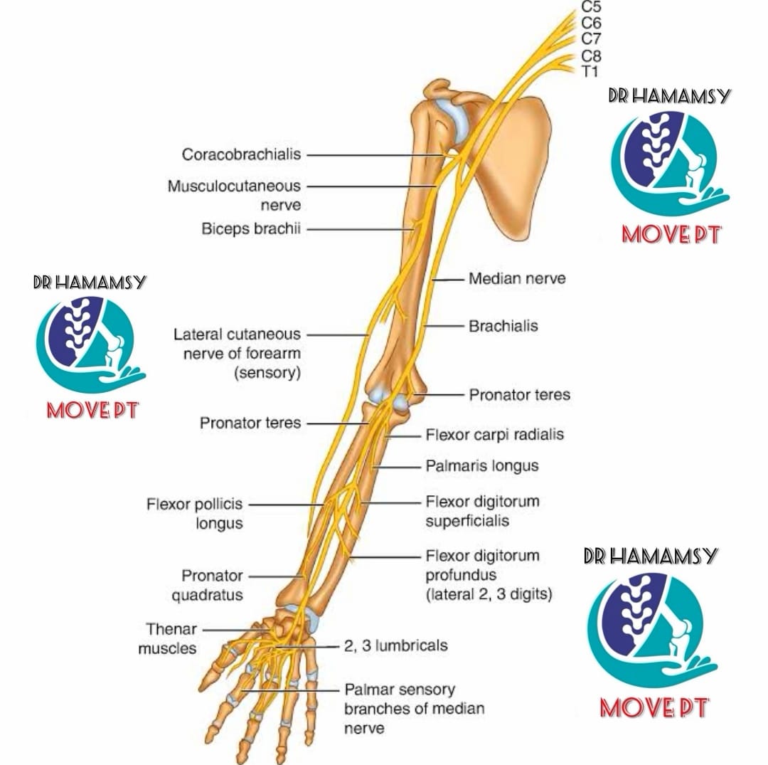 The Median Nerve The Main Nerve Dr Hamamsy Tendon Pt