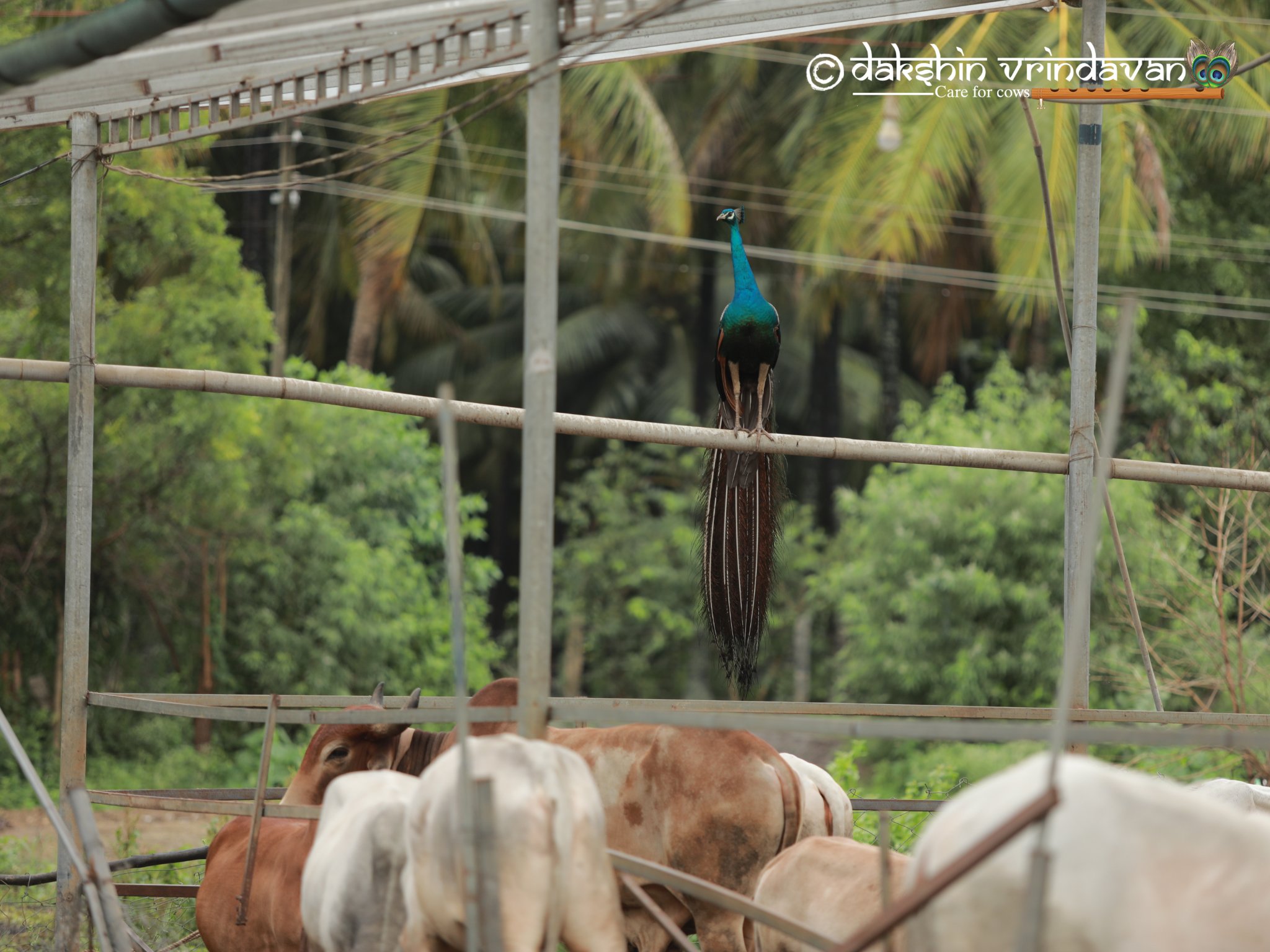 The Peacocks Are Integral Part Of Dakshin Vrindavan