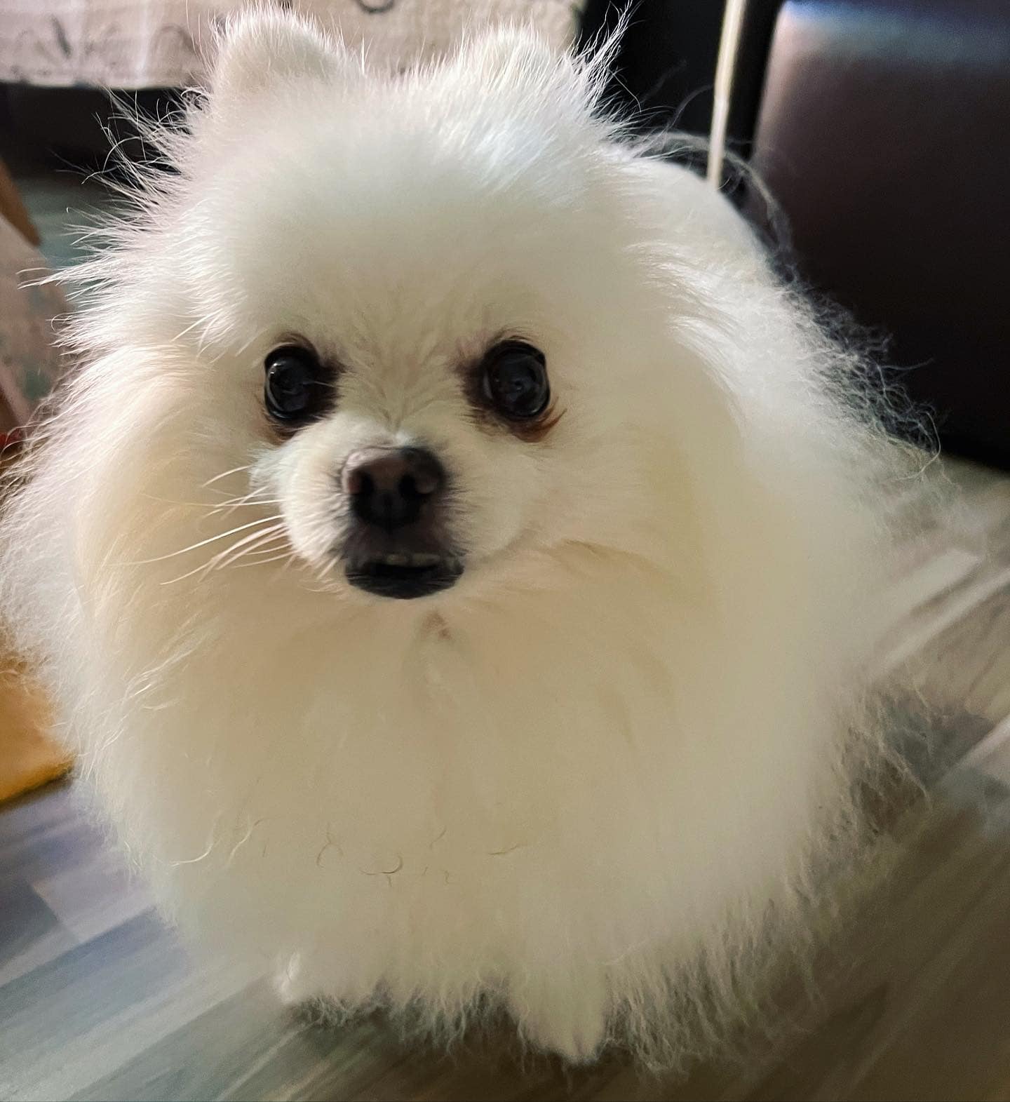 Hehe 💛💛good Morning💛💛 企定定喺度 趴定定喺度 手短短喺度 懶豬懶懶