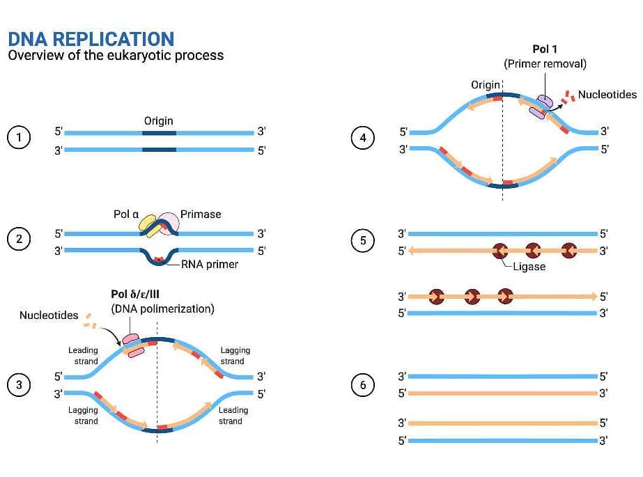 Overview Of Dna Replication In Microbiology Notes Facebook